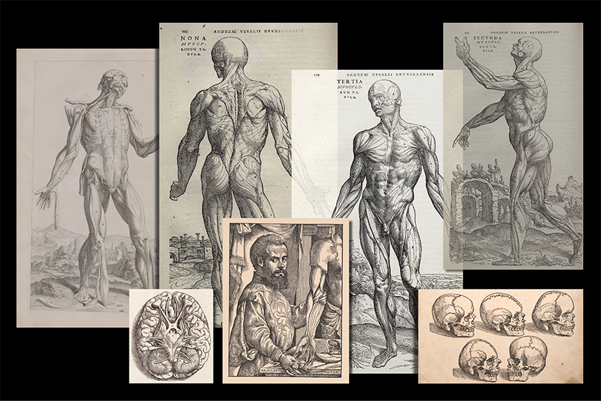 The Illustrated Human – 5th lecture in the Vesalius series to focus on ...